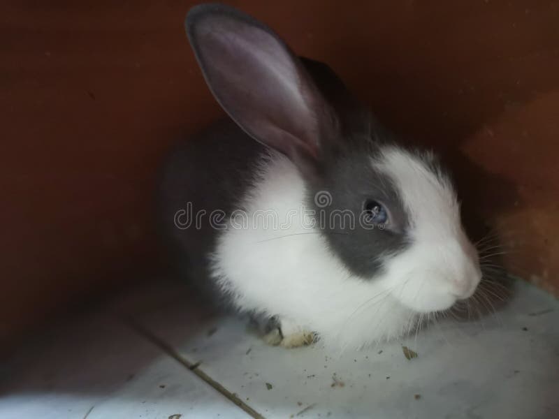 Rabbits are cute. stock photo. Image of animals, rabbits - 140136848