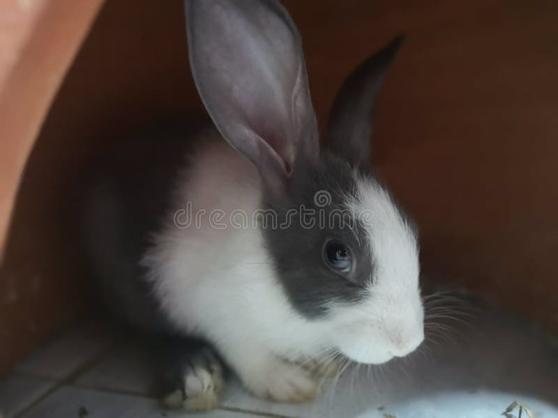 Rabbits are cute. stock photo. Image of cute, animals - 140137230