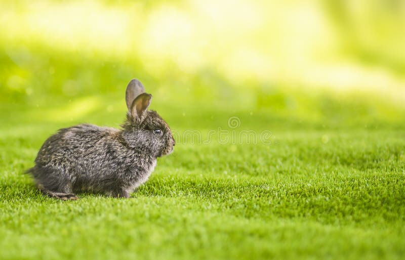 Rabbits. Cute Little Easter Bunny in the Meadow Stock Image - Image of ...