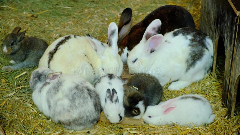 Rabbits of Different Ages and Colors Eat Bread on the Farm Stock ...