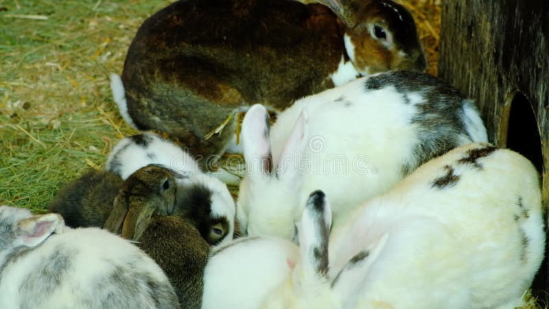 Rabbits of Different Ages and Colors Eat Bread on the Farm Stock Video ...
