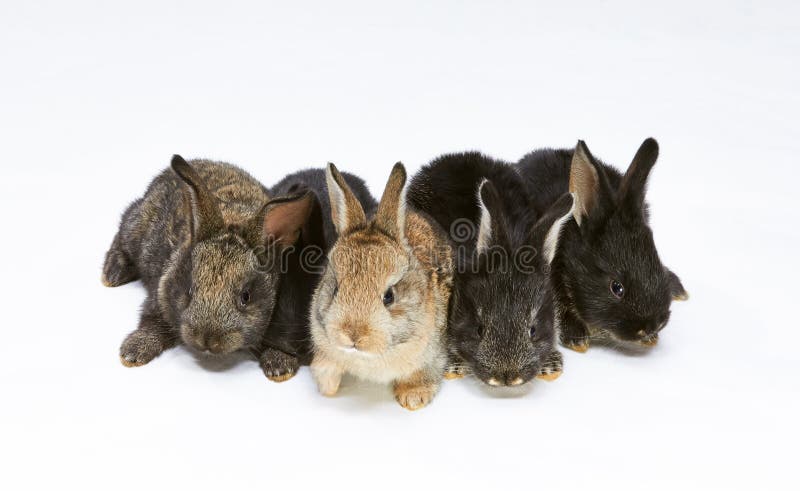 Rabbits of Different Colors on a White Background Stock Photo - Image ...