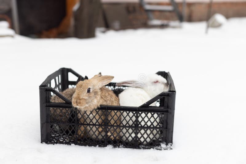 Rabbits of Different Colours in the Basket on the Snow. Stock Image ...