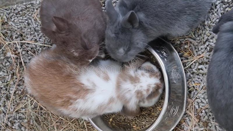 Rabbits drinking. stock footage. Video of fluffy, bunnies - 363761068