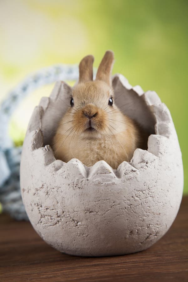 Animal Easter, Baby Bunny, Egg Stock Photo - Image of hopping, young ...