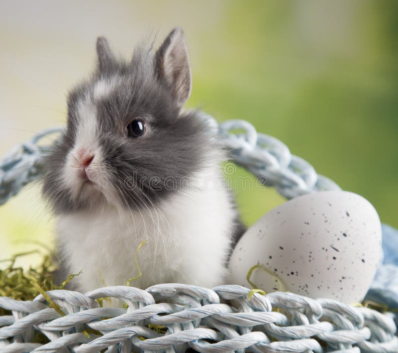 Animal Easter, Baby Bunny, Egg Stock Photo - Image of holiday, holidays ...