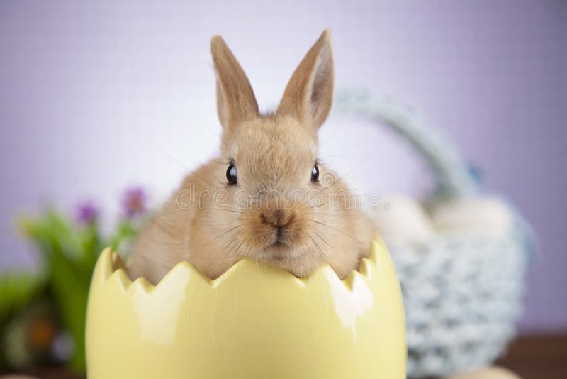 Animal Easter, Baby Bunny, Egg Stock Photo - Image of little, funny ...