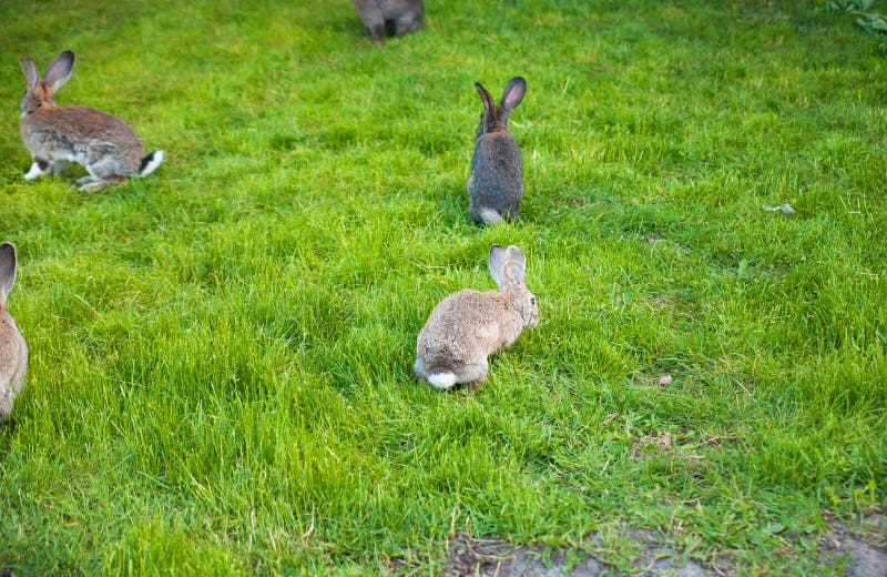 Rabbits Eat Grass in a Green Garden Stock Photo - Image of angora, farm ...