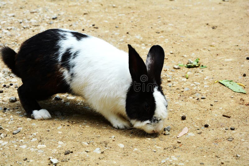 Rabbits eating stock photo. Image of cute, animal, nature - 43992598