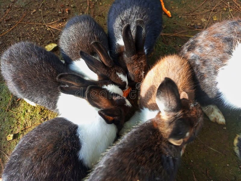 Rabbits eating carrot stock image. Image of eating, cute - 256296155