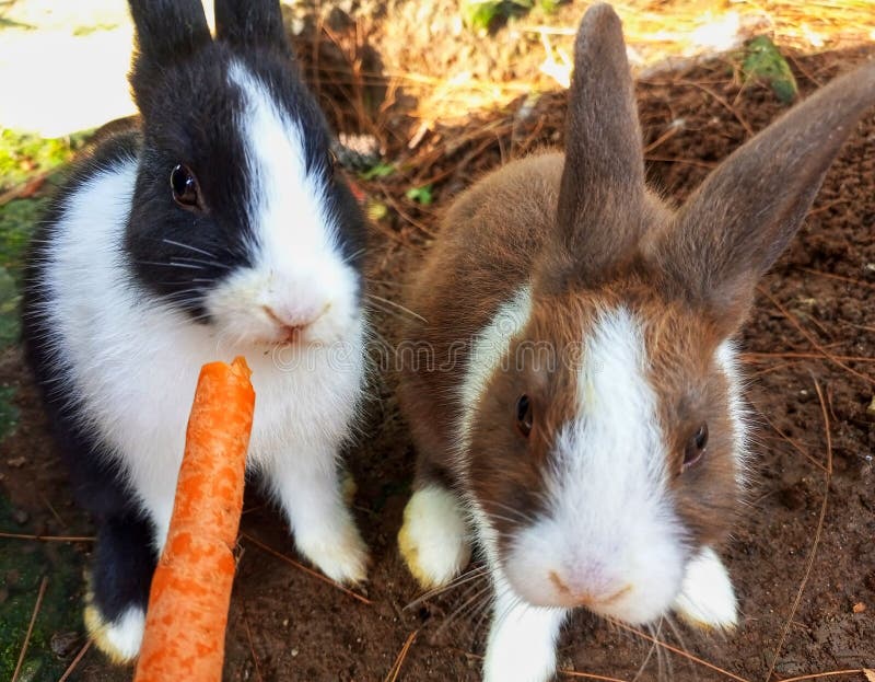 Rabbits eating carrot stock photo. Image of eating, gerbil - 256296176