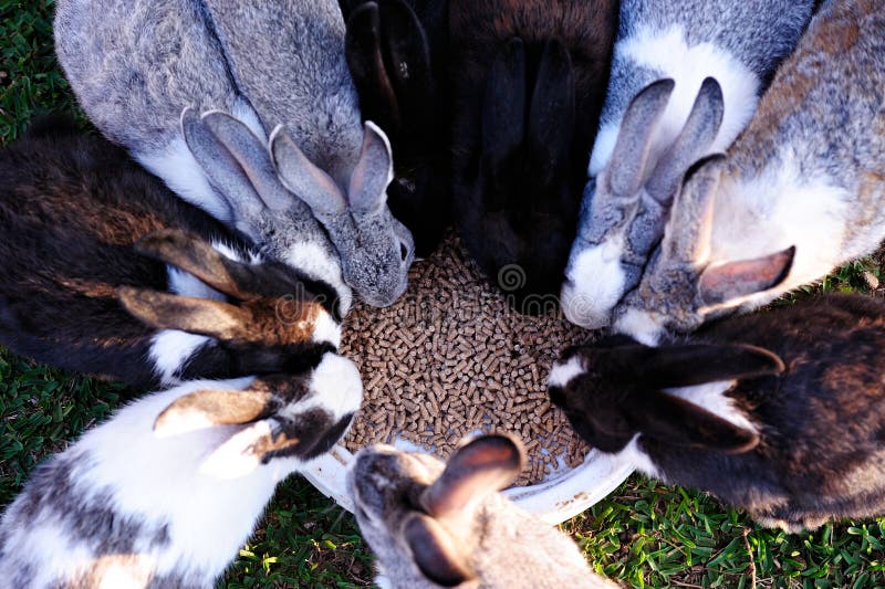 Rabbits eating food stock image. Image of rabbit, nature - 67925783