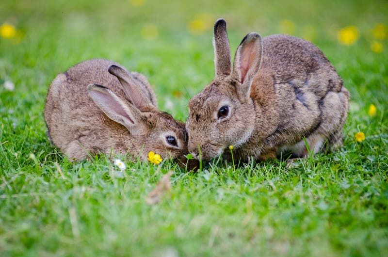 2 Rabbits Eating Grass At Daytime Stock Image - Image of bunny, easter ...
