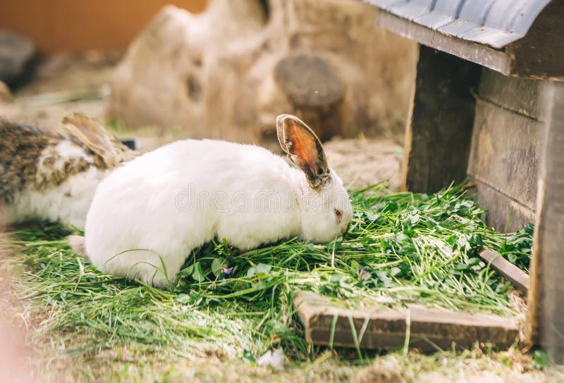 The Rabbits Eating the Grass on a Farm Stock Image - Image of wildlife ...