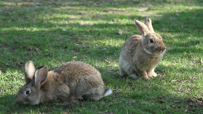 Two Red Rabbits Eating Cabbage. Farm or Easter Animal Concept Stock ...