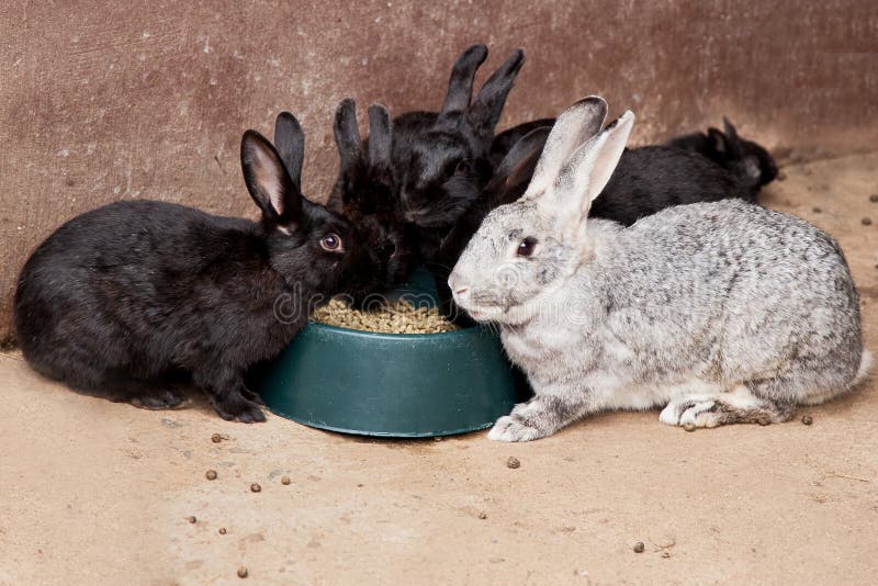 Rabbits eating rabitt food stock image. Image of natural - 31602755