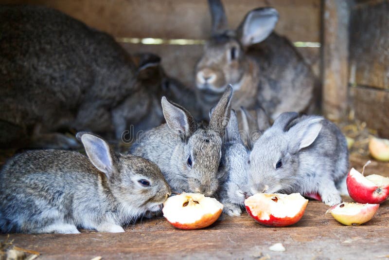 Rabbits eating red apples stock image. Image of small - 100634603