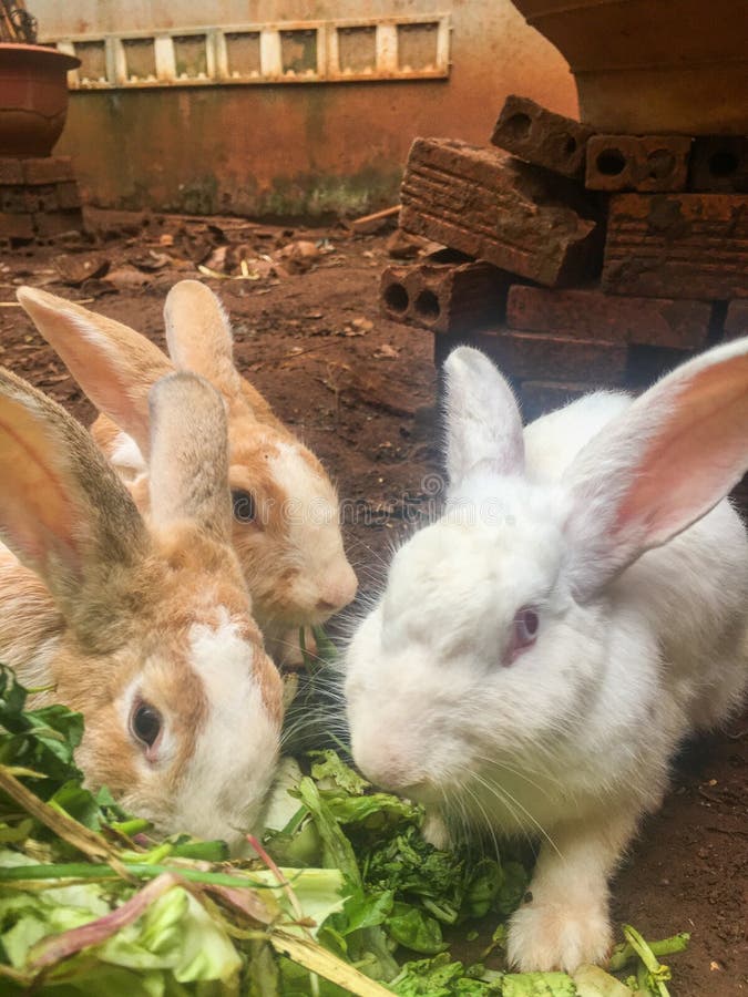 Rabbits are Eating Vegetables in the Garden Stock Image - Image of ...