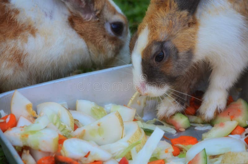 Rabbits Eating Veggies stock image. Image of wildlife - 53235895