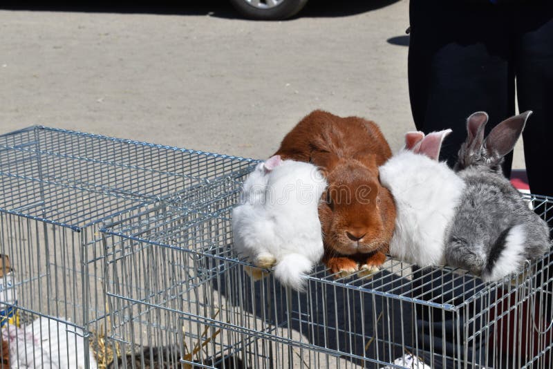 Rabbits at the exhibition stock photo. Image of fuzzies - 93034682