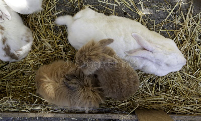 Rabbits in farm stock photo. Image of brown, agricultural - 143579596