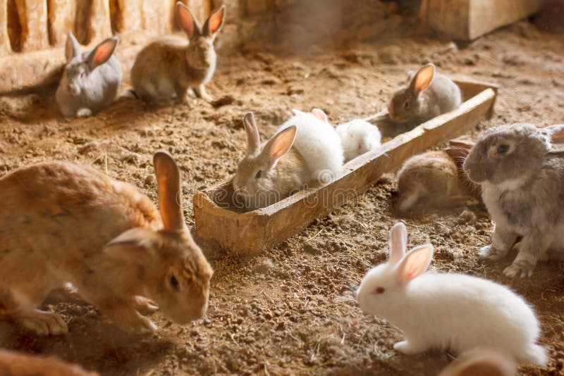 Rabbits on the Farm in the Aviary Stock Image - Image of farm, animal ...