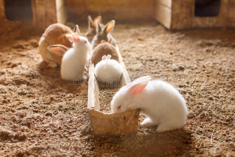 Rabbits on the Farm in the Aviary Stock Image - Image of mammal ...