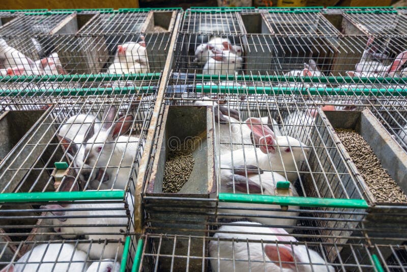 Rabbits on the farm stock image. Image of selective, nature - 92953225