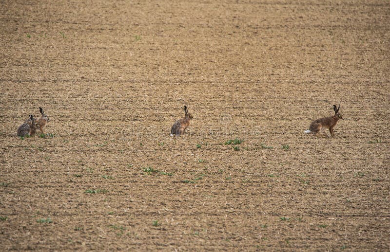Rabbits on the field stock image. Image of farmland - 103022591