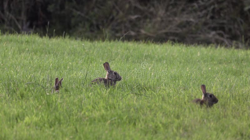 Rabbits in a Field. One Rabbit is Mostly Visible Two are Partially ...