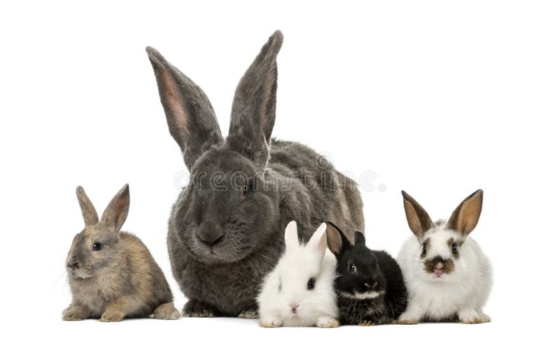 Bunny Rabbits family stock photo. Image of floppy, farm - 21675934