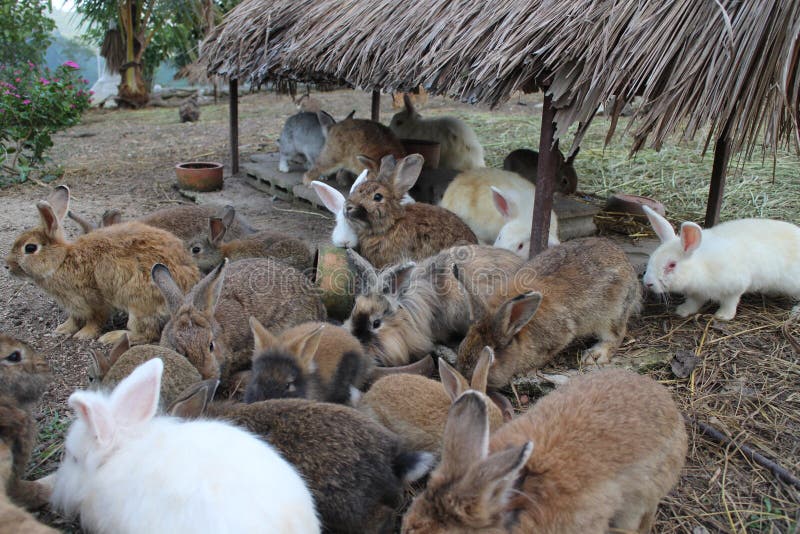 Rabbits and the gang stock image. Image of lamb, travel - 80191257
