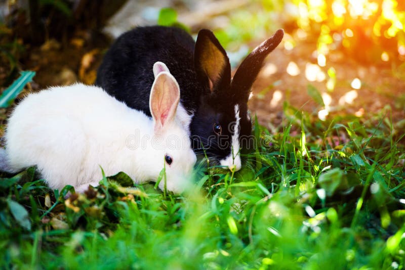 Rabbits in the Garden. Fluffy Bunny on Green Grass, Spring Time Stock ...