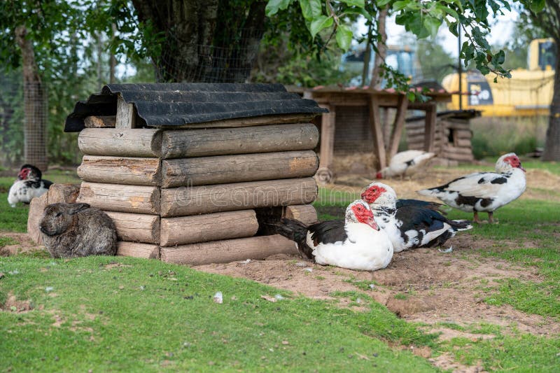 Rabbits and Geese Resting in the Shade on a Farm Meadow Stock Photo ...