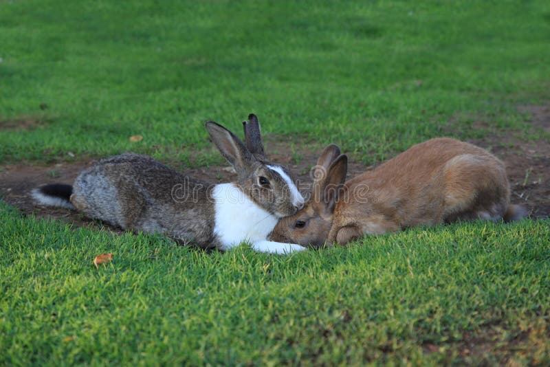Rabbits on a grass stock image. Image of fauna, gray - 26381121