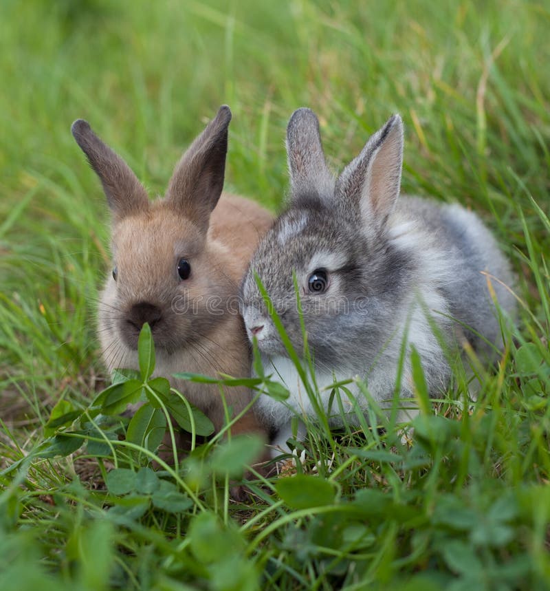 Little Easter Bunnies stock photo. Image of brown, meadow - 32273072