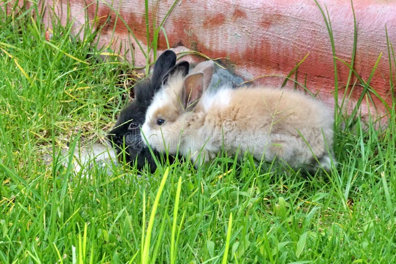 Rabbits in the grass stock photo. Image of white, baby - 139236252
