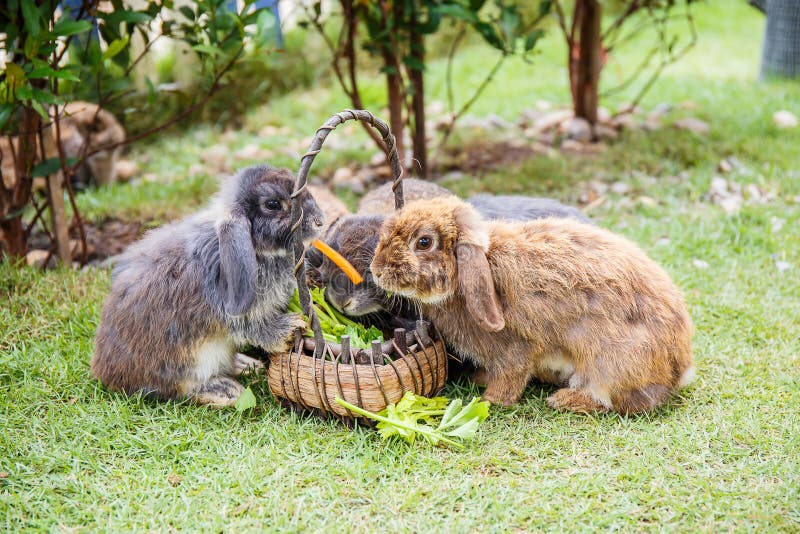 Rabbits in the grass stock image. Image of animal, brown - 59666913