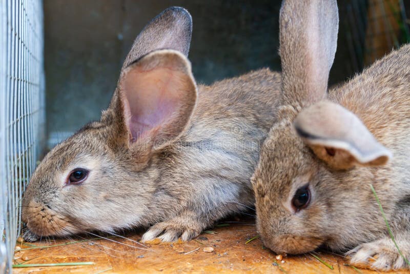 Rabbits of the Gray Giant Breed. Two Gray Baby Rabbits Stock Photo ...