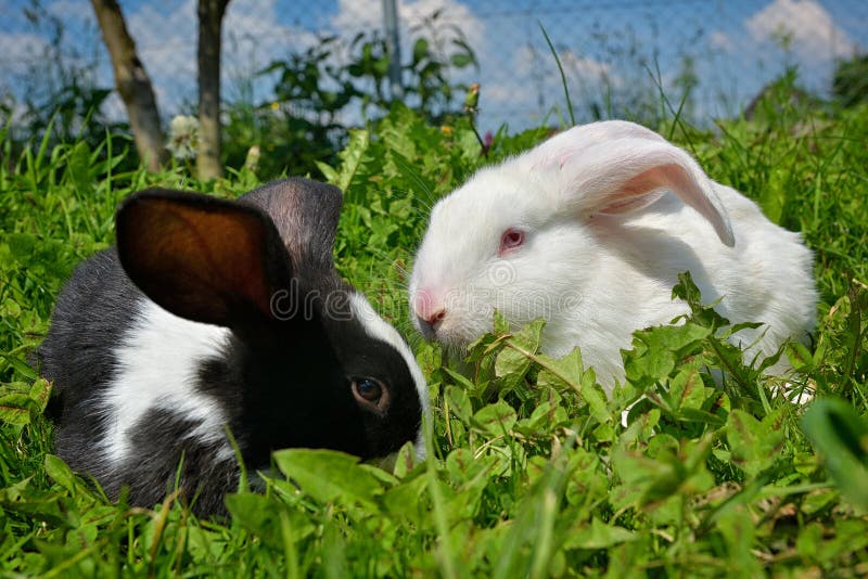 Rabbits on green grass stock photo. Image of rabbits - 73781724