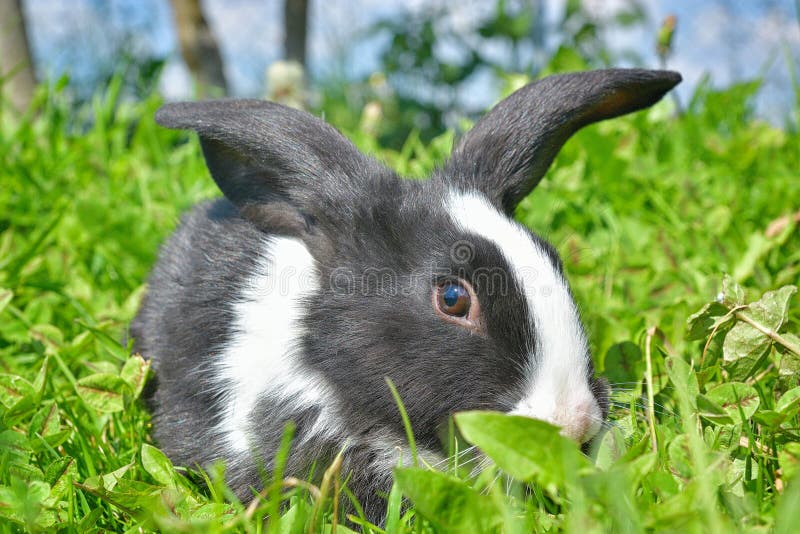 Rabbits on green grass stock photo. Image of full, domestic - 73781710