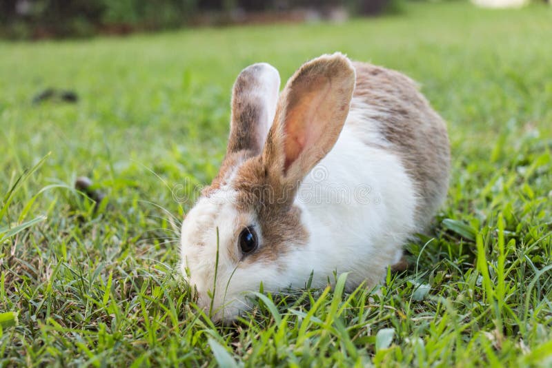 Rabbits on the green grass stock photo. Image of cute - 43917622