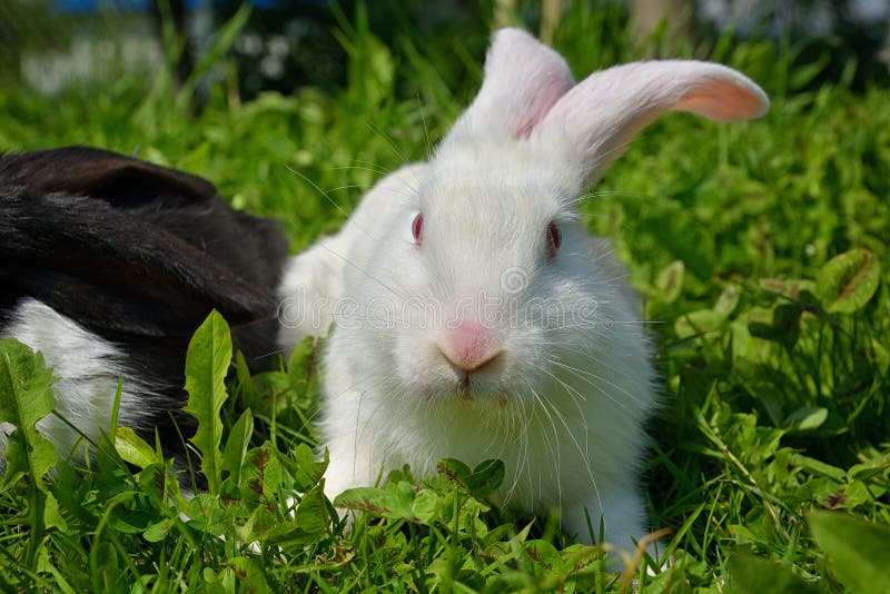 Rabbits on green grass stock photo. Image of domestic - 73781718