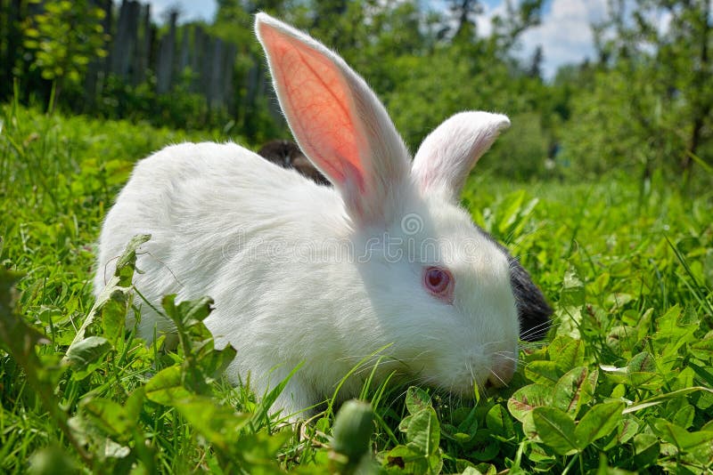 Rabbits on green grass stock image. Image of white, isolated - 73781721