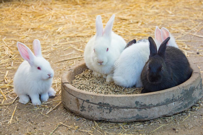 Rabbits on the ground stock photo. Image of green, lawn - 156484464