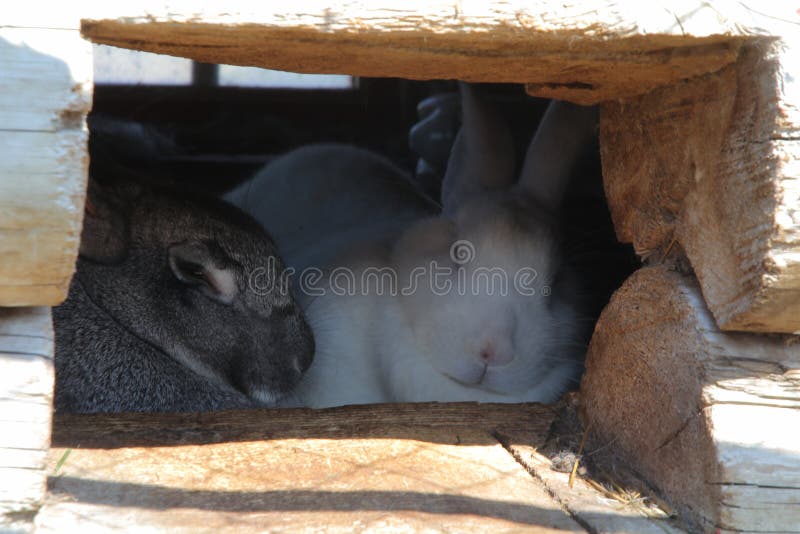 Rabbits in house stock photo. Image of domestic, mammal - 77238260