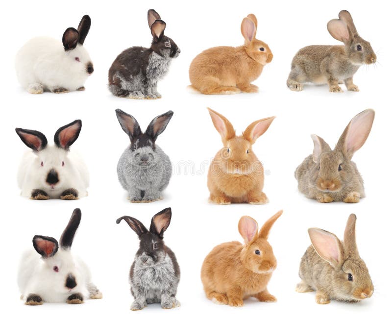 Rabbits stock photo. Image of sitting, studio, rabbit - 43579306