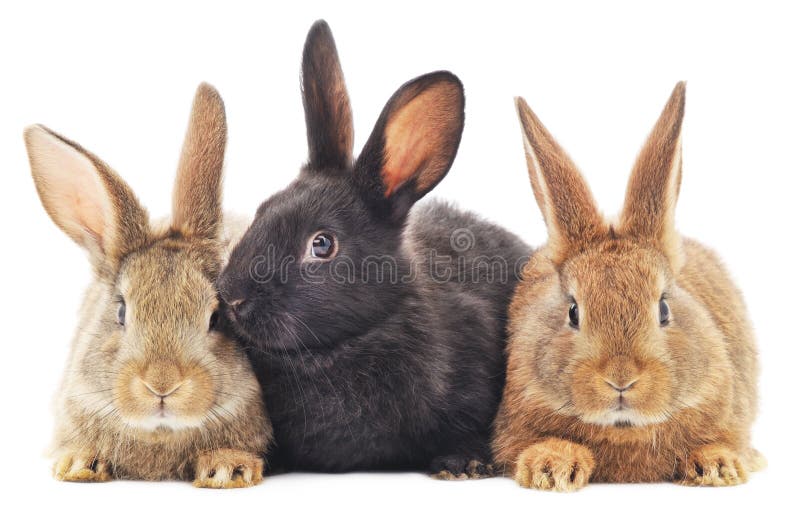 Four rabbits stock photo. Image of nobody, horizontal - 27269658