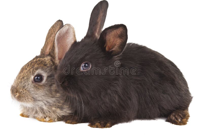 Four rabbits stock photo. Image of front, background - 27269658