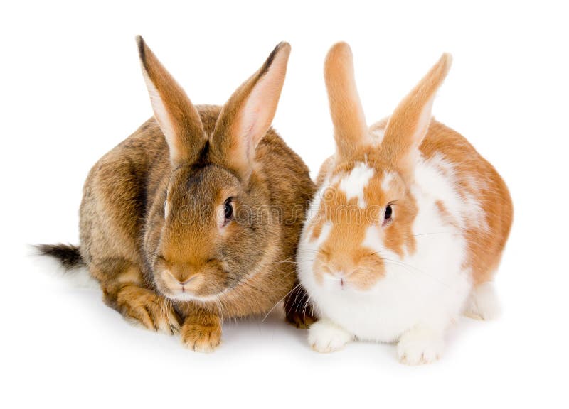 Rabbit isolated stock image. Image of single, farm, rusty - 52495745